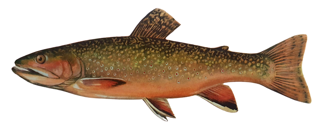In Search of Brook Char – Radbuza Fishing