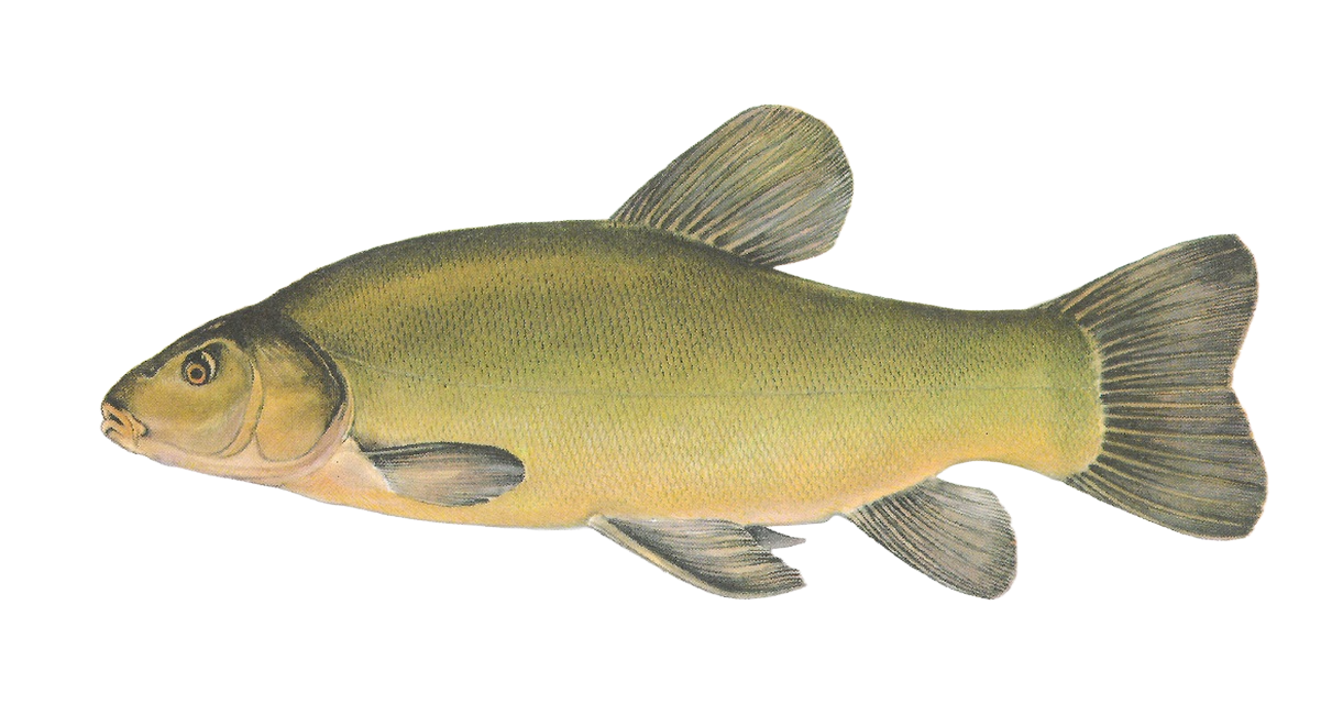 Small River Tench – Radbuza Fishing